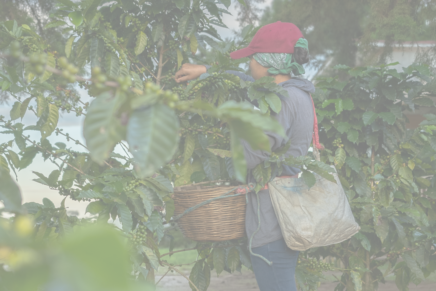 About Us - Farmer Owned Coffee Company – The Coffee Farmer's Co-op